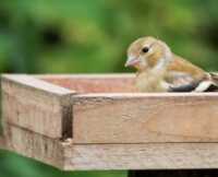 How to Build a Bird Table at Home: A Step-by-Step Guide