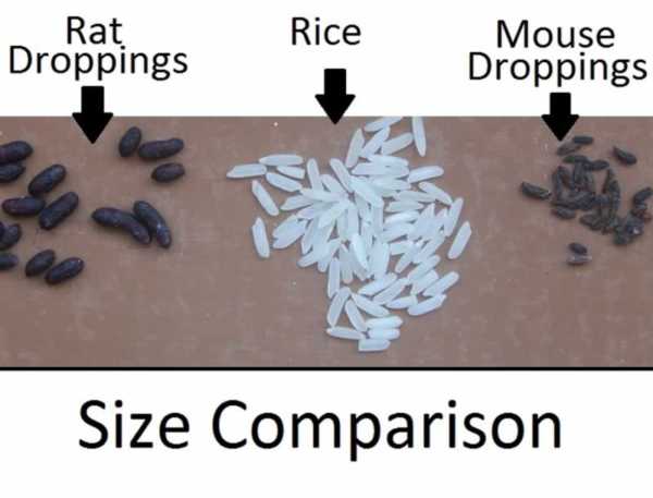 How to identify rat droppings | Handyman tips