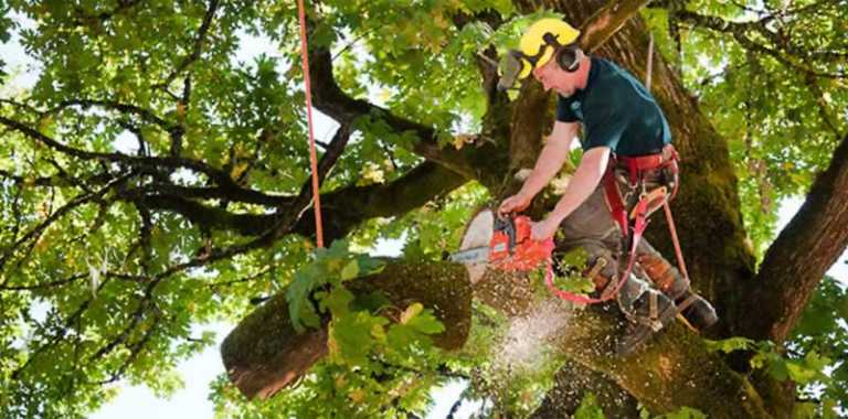 Hiring a Tree Service Company
