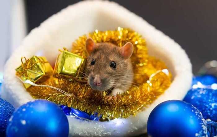 5 Pest Prevention Essentials For The Holiday Season