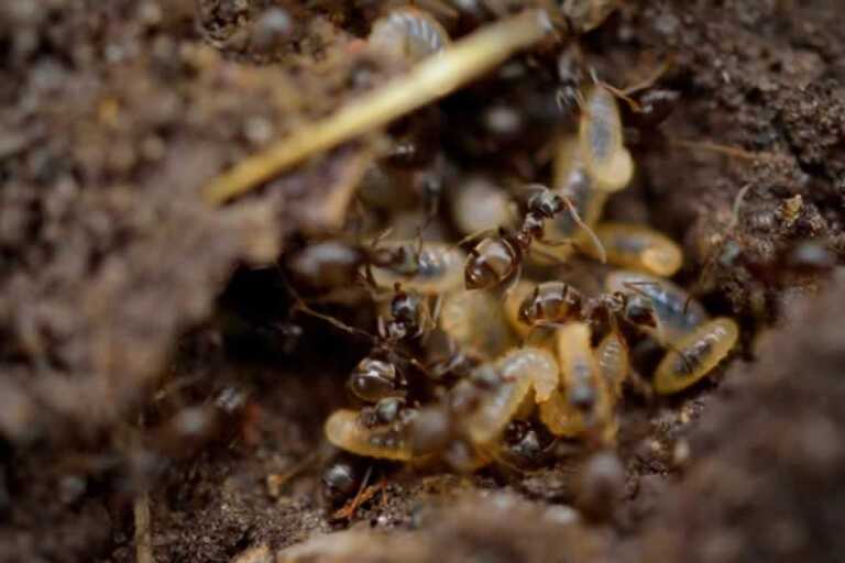 Effective Ways To Get Rid Of Termites And How To Prevent Their Appearance