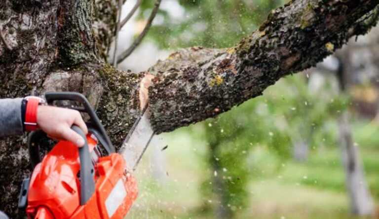 How to Cut Tree Limbs With Chainsaw