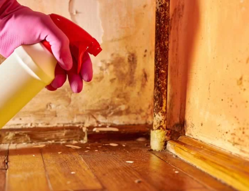 5 Non-Toxic Ways to Remove Mold From Everything