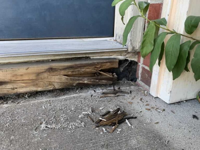 The Importance of Hiring a Professional for Dry Rot Repair | Handyman tips